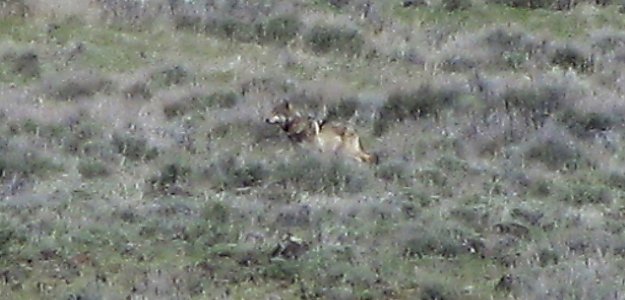 The Wolf Called OR7 - Endangered Species Coalition