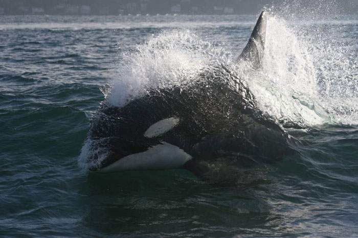Closing the Book on Orca Captivity? - Endangered Species Coalition