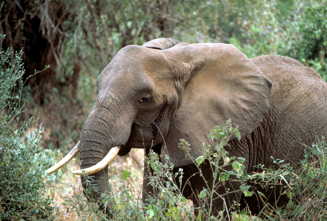 States acting to ban ivory, protect elephants - Endangered Species ...