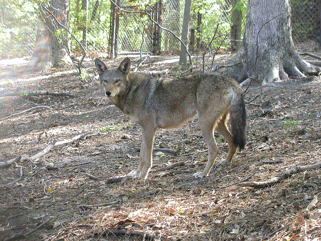 Red Wolf Recovery at Critical Junction - Endangered Species Coalition
