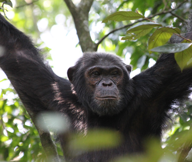 All Chimpanzees to Be Protected as Endangered Under Endangered Species ...