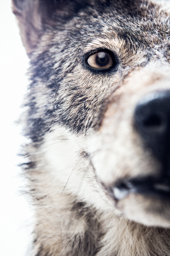 Transcending the Big Bad Wolf - Endangered Species Coalition