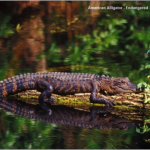 12 Conservation Success Stories for Endangered Species Day - Endangered ...