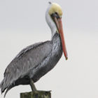 12 Conservation Success Stories for Endangered Species Day - Endangered ...