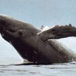 12 Conservation Success Stories for Endangered Species Day - Endangered ...