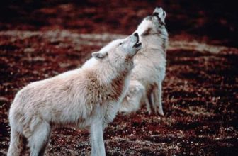 Why the Gray Wolf Needs Endangered Species Act Protection - Endangered ...