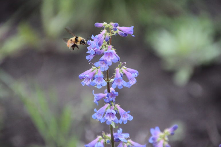 Pollinator Protectors Project - Endangered Species Coalition