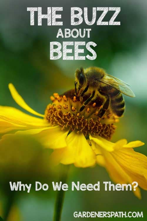 The Buzz About Bees: Why Do We Need Them? - Endangered Species Coalition