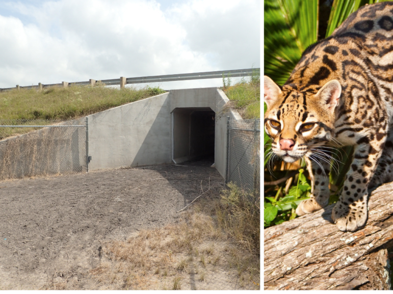 Wildlife Corridors - Endangered Species Coalition