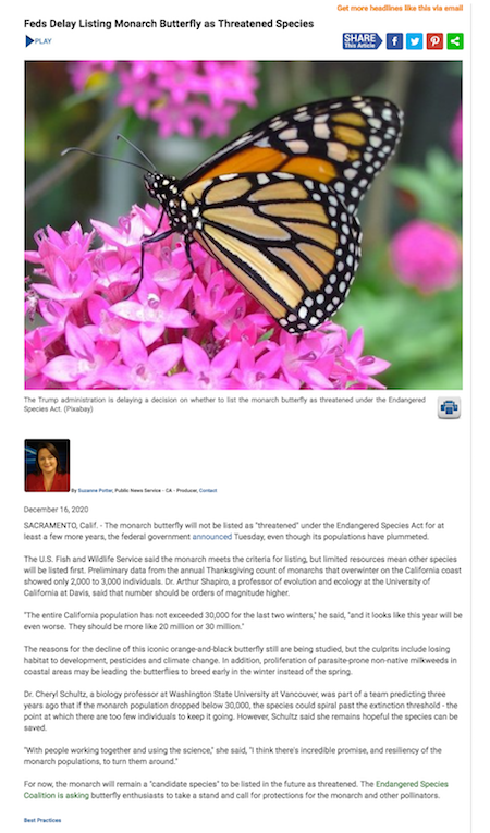 Three Ways to Help Monarchs - Endangered Species Coalition