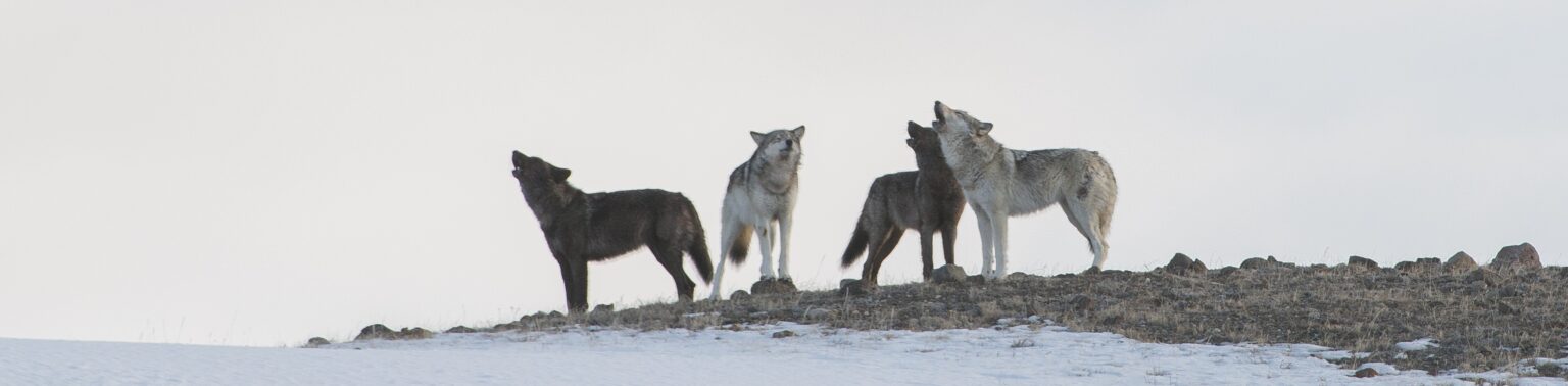 Protect America's Wolves - Endangered Species Coalition