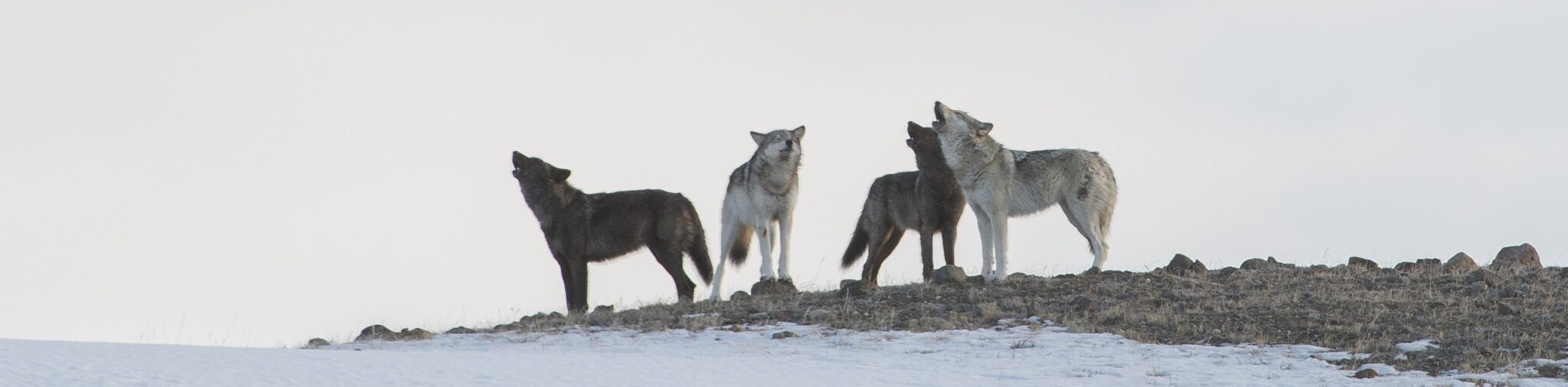 Protect America’s Wolves - Endangered Species Coalition
