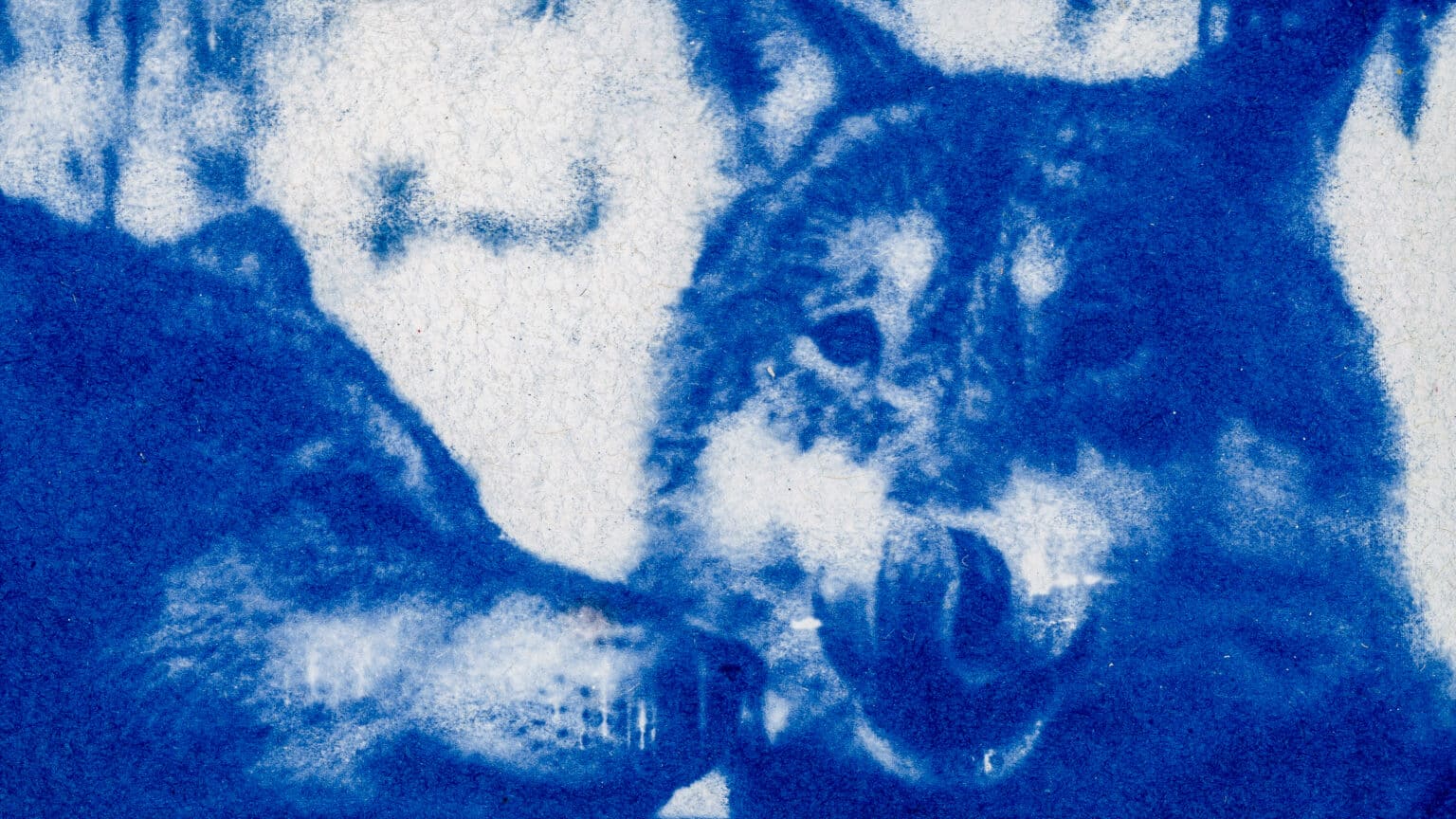 Wolf Tales - Endangered Species Coalition