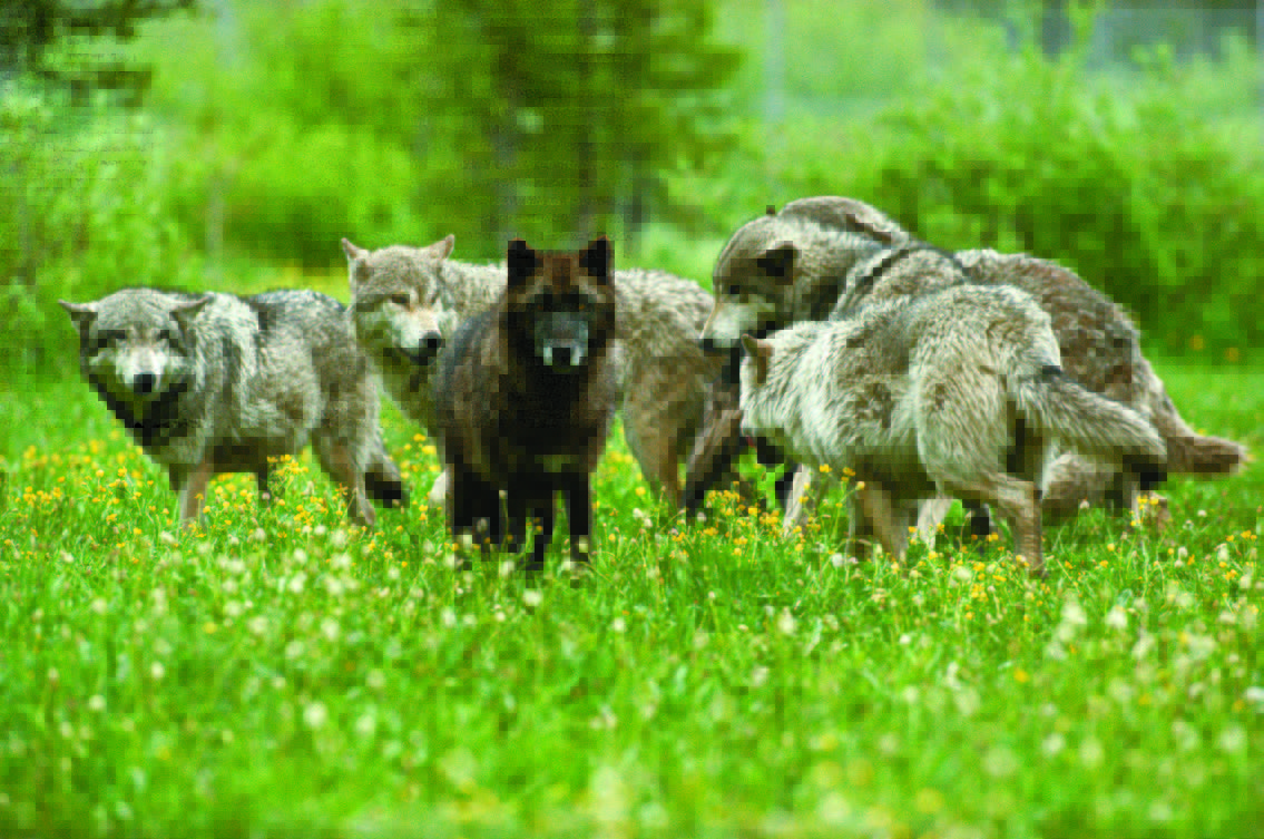 What Happens to the Pack When a Wolf Dies - Endangered Species Coalition