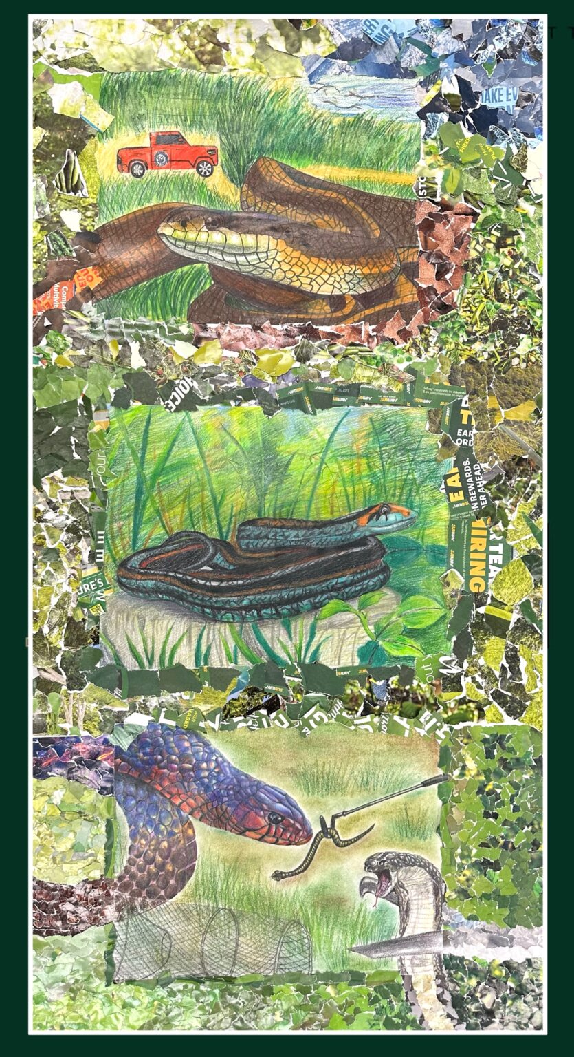 Endangered Species Act at 50: Collaborative Projects - Endangered ...