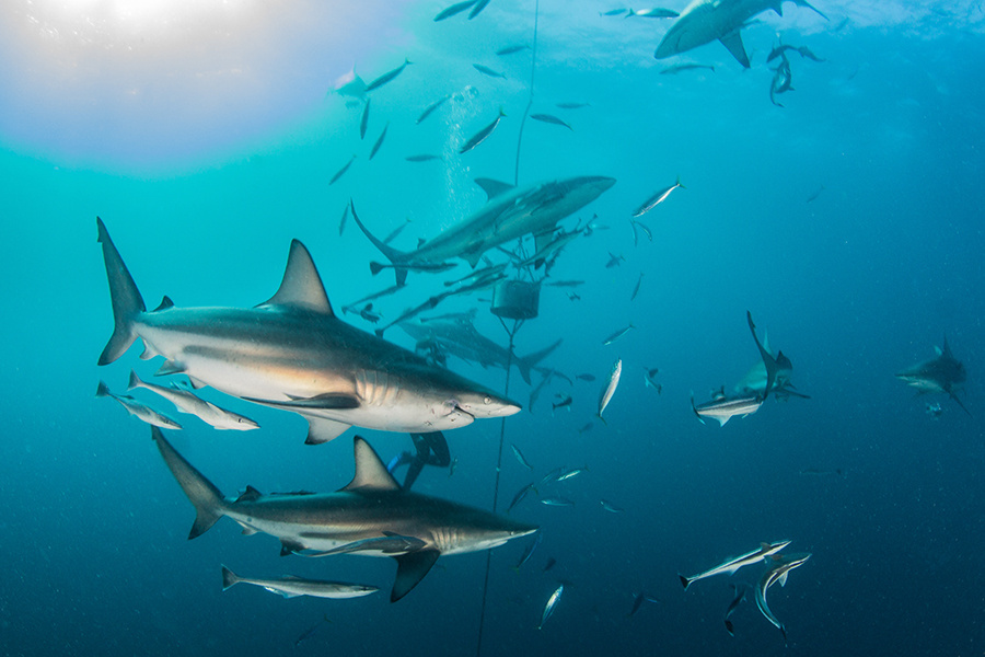 Support Sharks for the ESA 50th Anniversary - Endangered Species Coalition