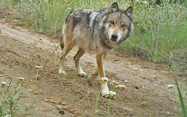 Protect America's Wolves - Endangered Species Coalition