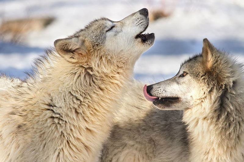 Wolves Fighting Each Other