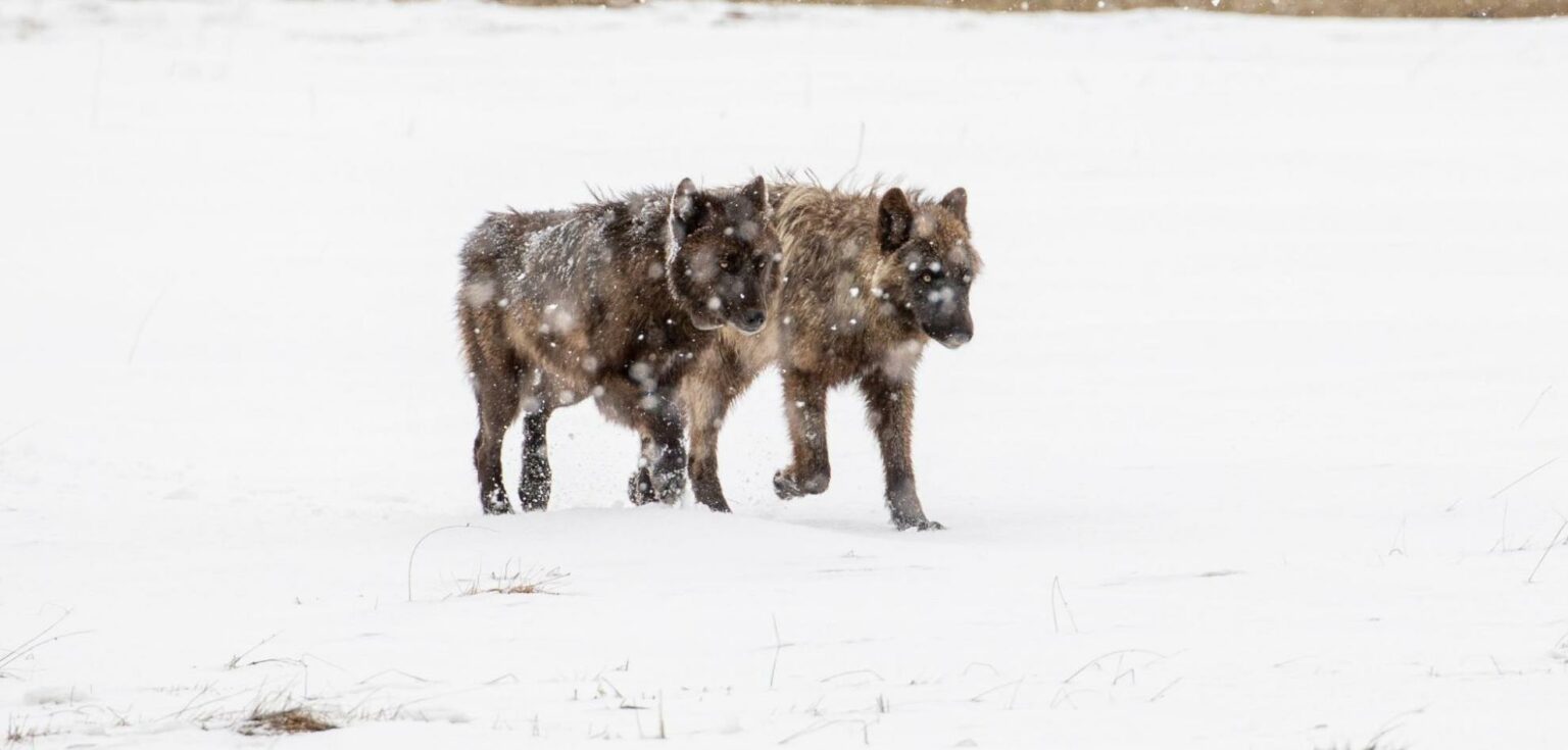 Protect America's Wolves - Endangered Species Coalition
