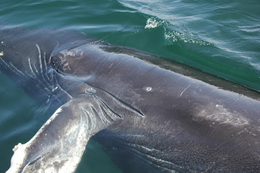 Saving America’s Whales on Capitol Hill - Endangered Species Coalition